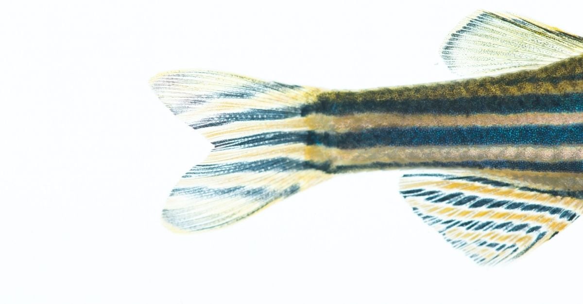 The FET Test: Uses and Models