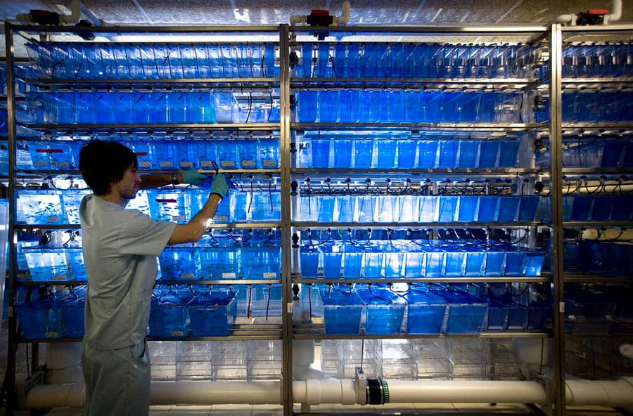 The 3Rs of Animal Research: Ethics and Alternative Models