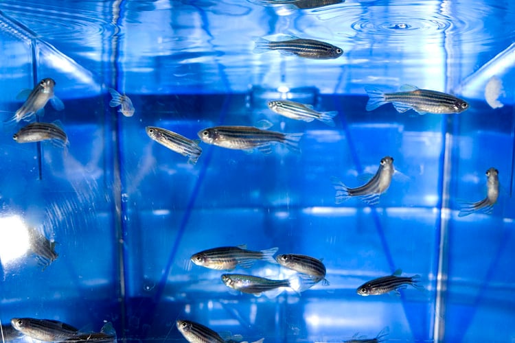 How to Choose an Animal Model in Research