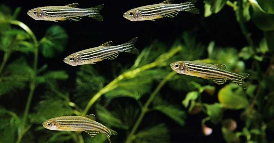 Danio Rerio: Everything You Need to Know