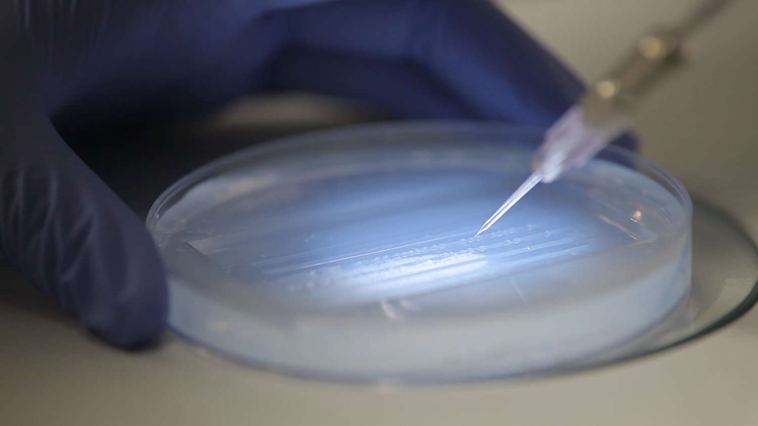 Zebrafish as a Model Organism in Research: Methods and Benefits