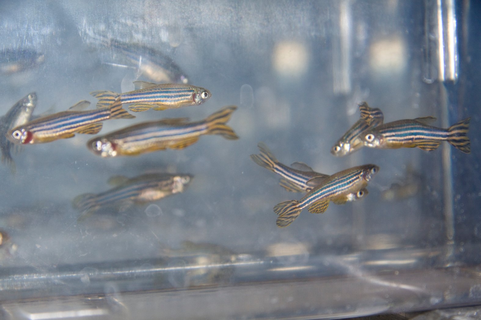 Why Zebrafish Genetics Are Ideal for Studying Human Disease