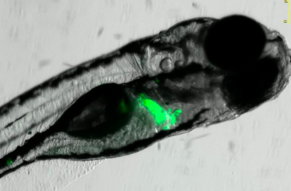Fluorescent Transgenic Zebrafish: How Are They Used in Drug Screening?