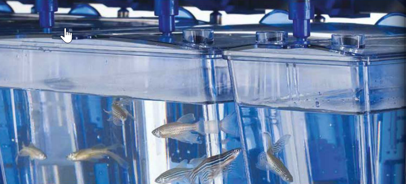 Solutions to Animal Testing