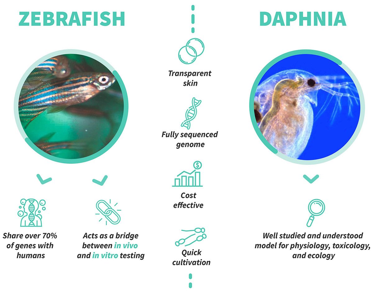 The 3Rs of Animal Research: Applications & Alternative Models