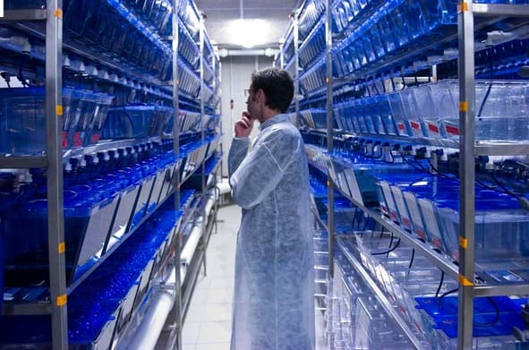 The 3Rs of Animal Research: Applications & Alternative Models