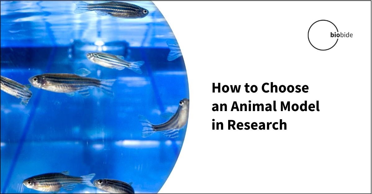 How to Choose an Animal Model in Research