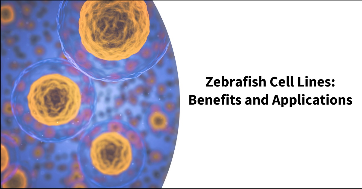 Zebrafish Cell Lines: Benefits and Applications