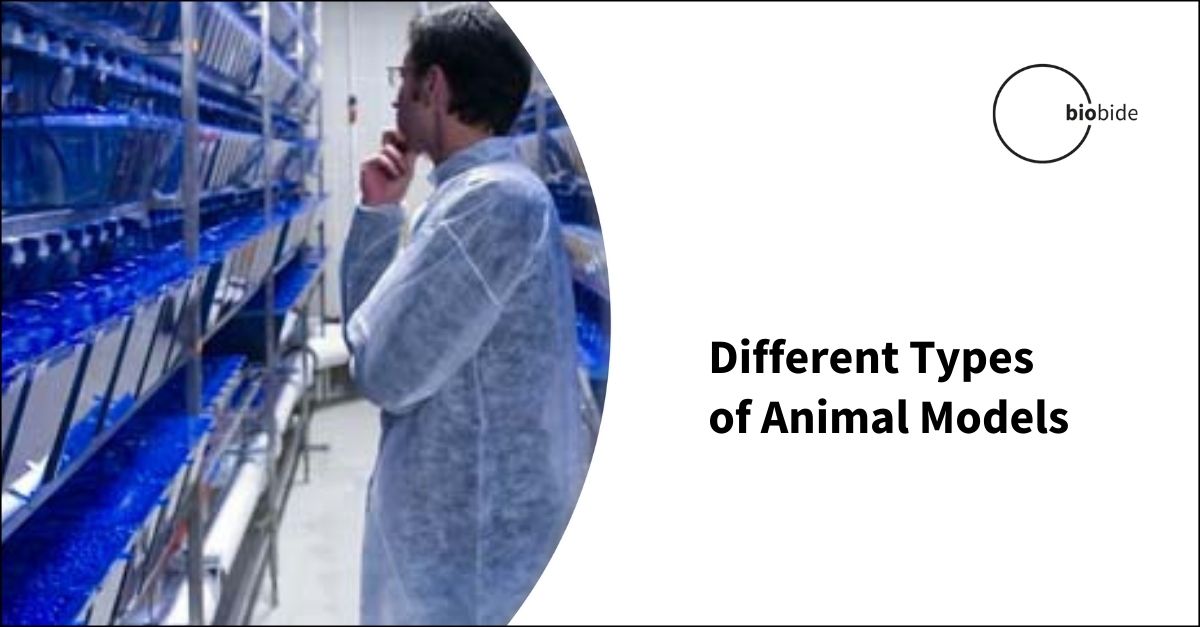Different Types of Animal Models